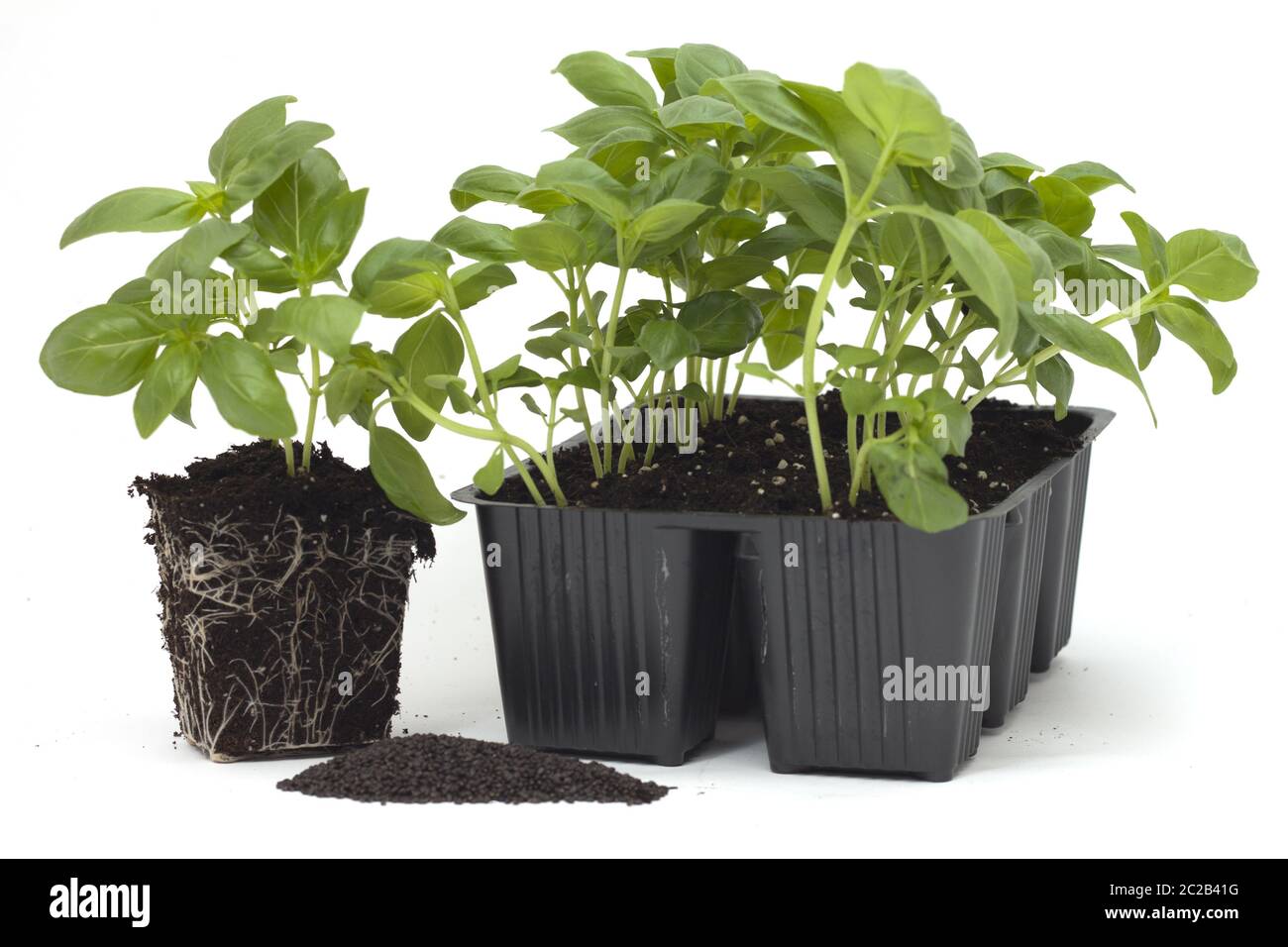basil plant in tray for pouring into the ground Stock Photo - Alamy