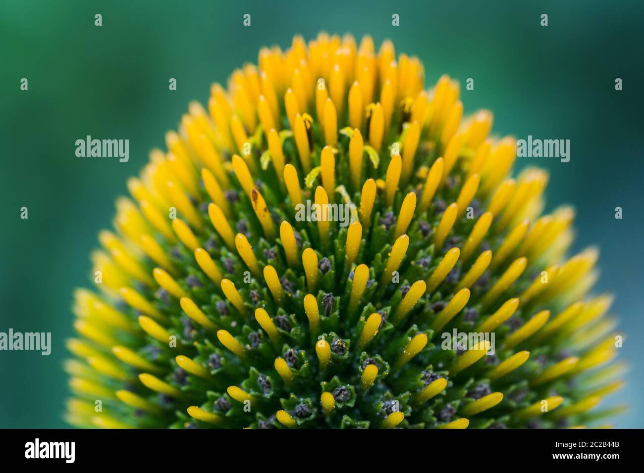 The inner of a flower, close-up Stock Photo - Alamy