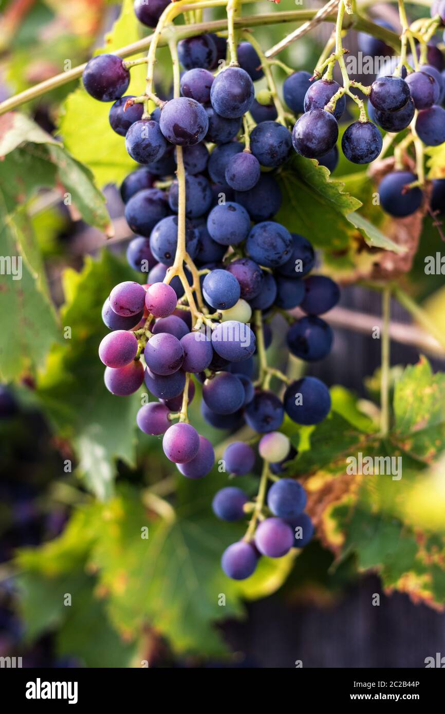 Red grapevine hi-res stock photography and images - Alamy