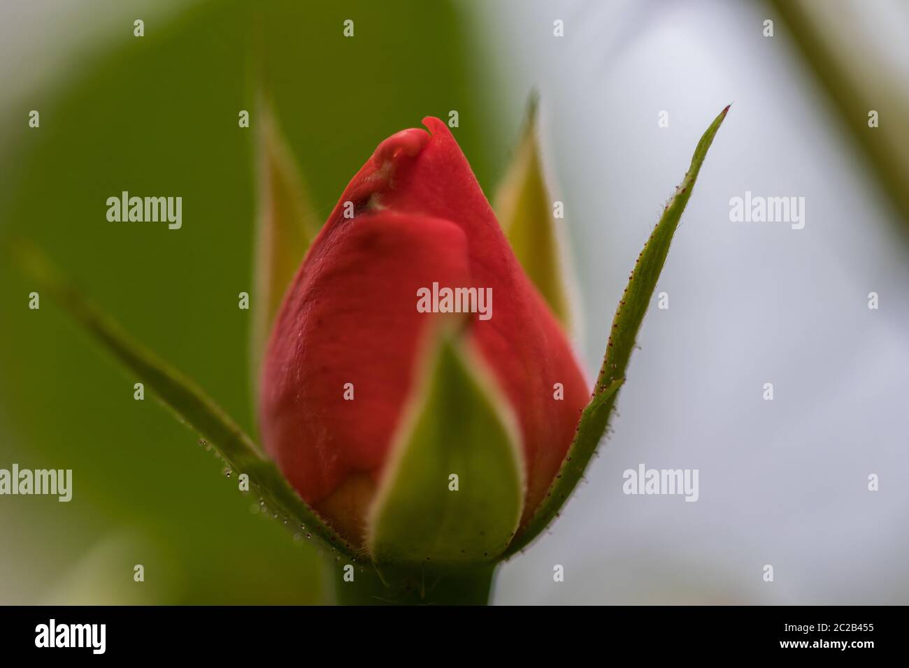 Bud of a red rose Stock Photo - Alamy