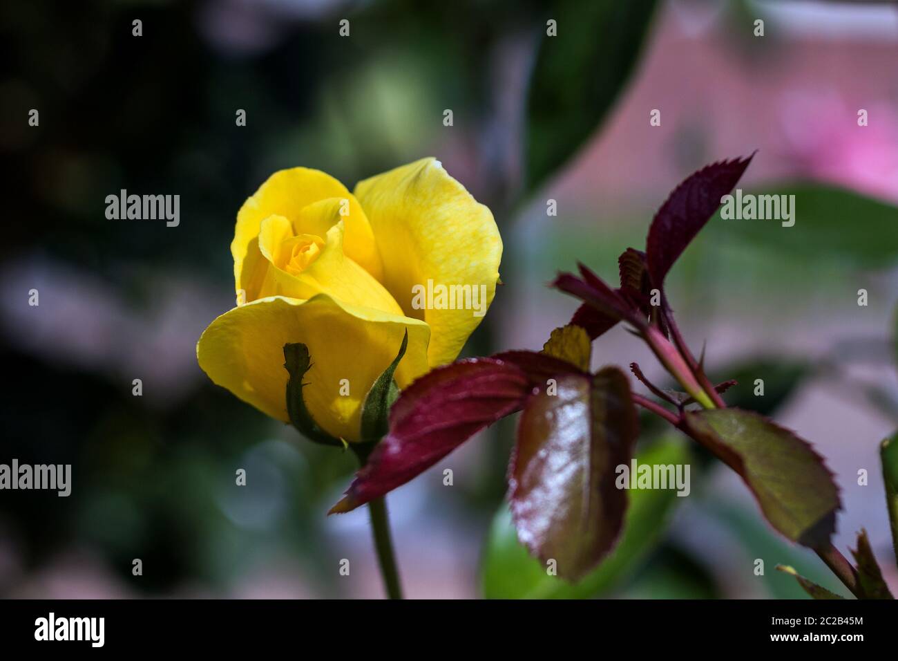 Yellow Rose in sunlight Stock Photo - Alamy