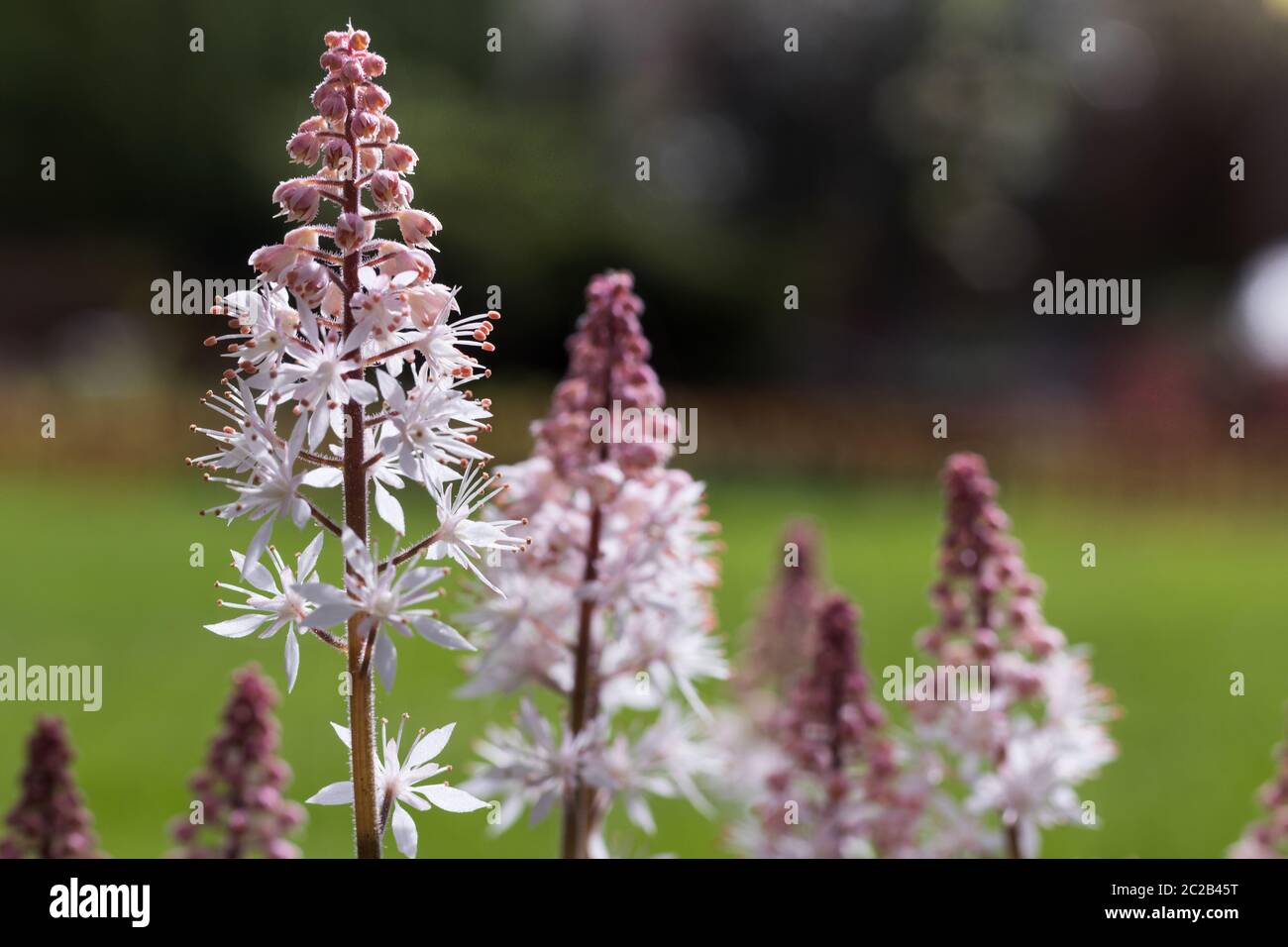 Tiarella cordifolia hi-res stock photography and images - Alamy