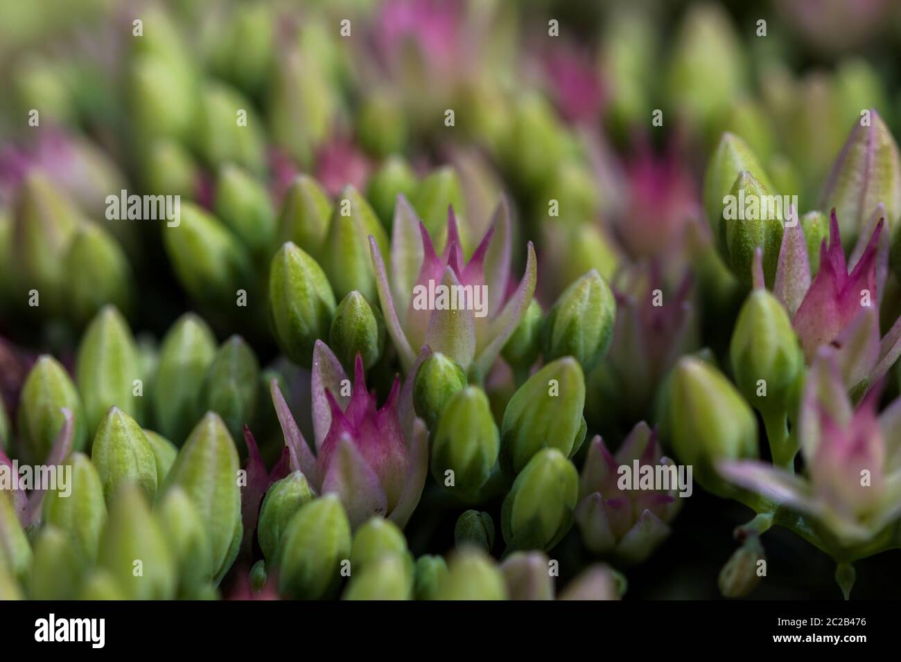 Little green sprout hi-res stock photography and images - Alamy