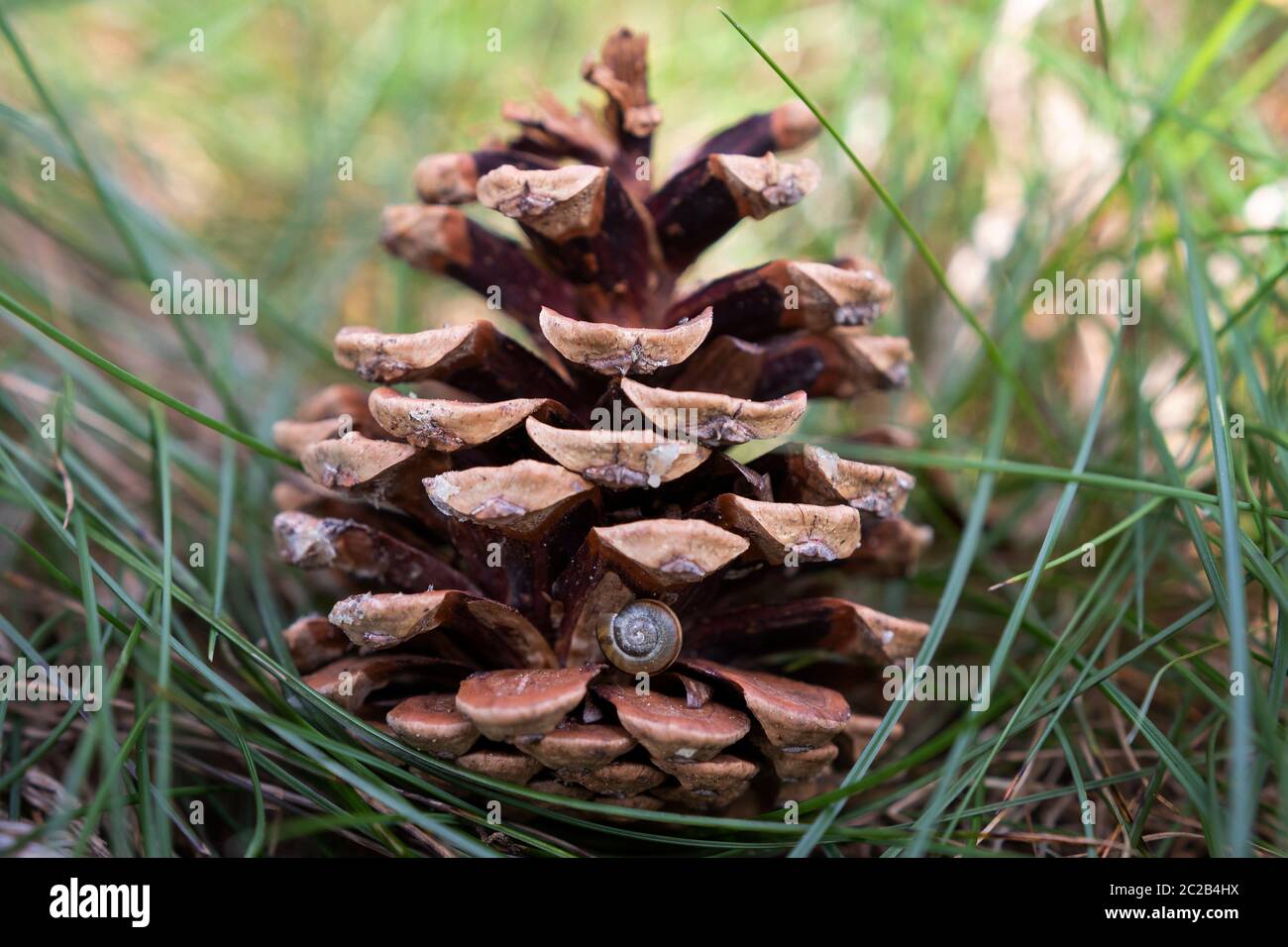 Cone shell hi-res stock photography and images - Alamy