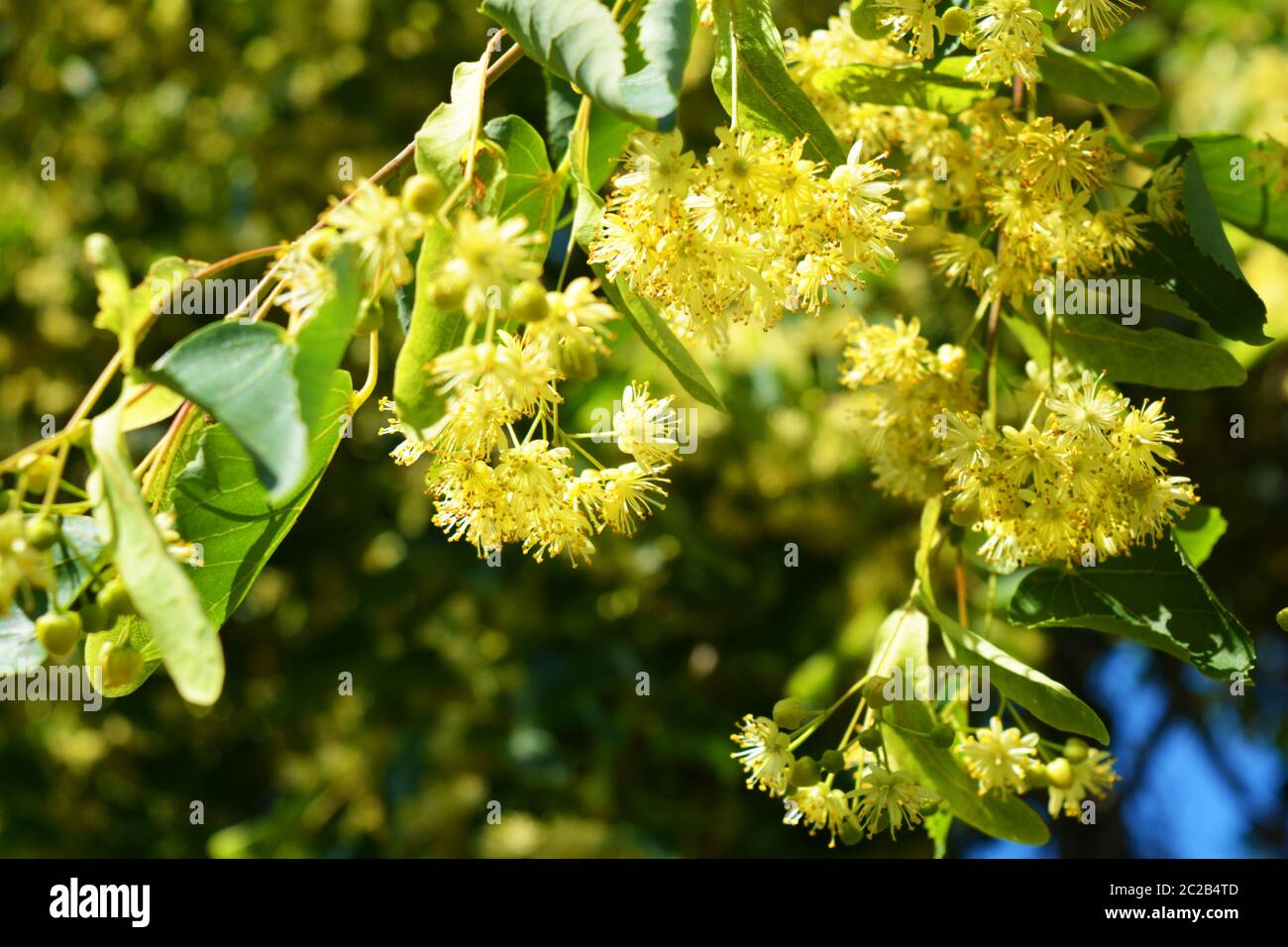 Smelling leaves on tree hi-res stock photography and images - Alamy