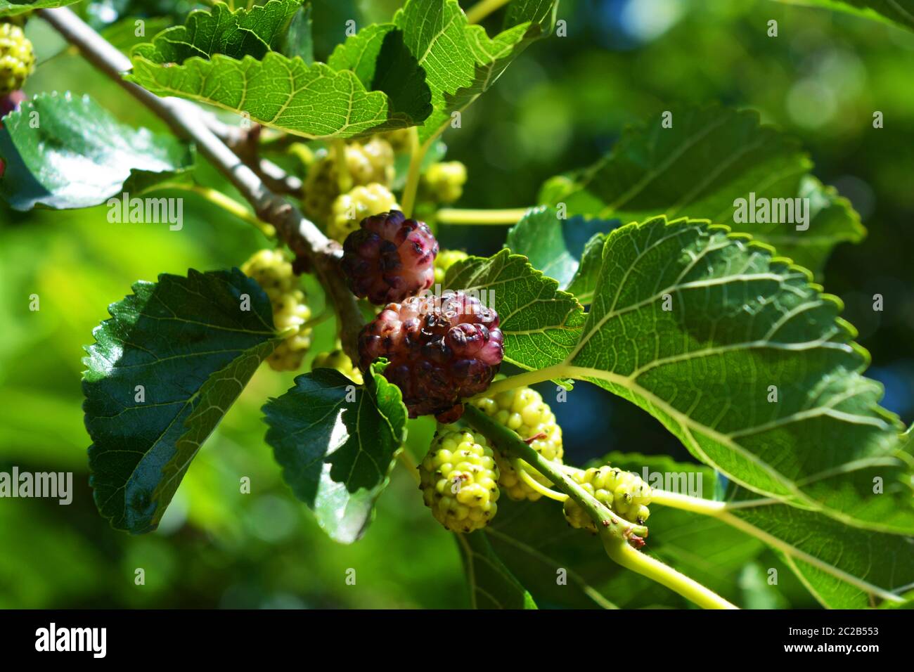Tasty and juicy fruits of the Ukrainian mulberry tree growing in the ...
