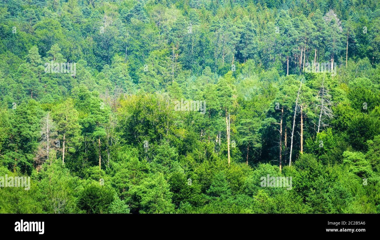 Above wide forest view hi-res stock photography and images - Alamy