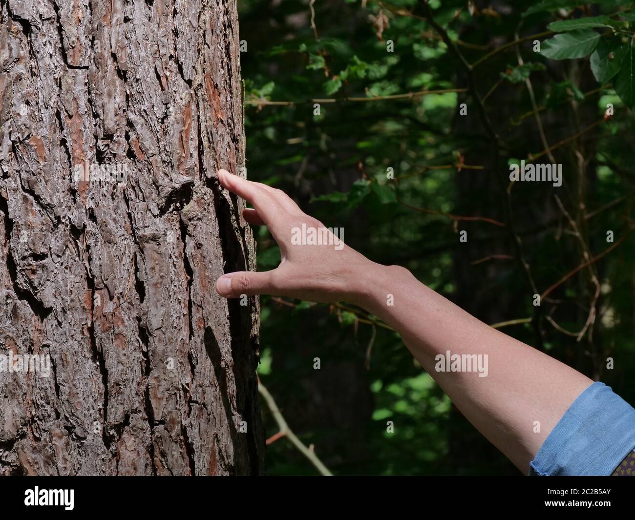 Hand tree bark hi-res stock photography and images - Alamy