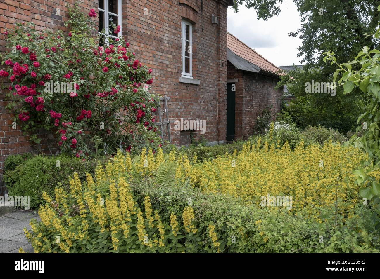 Climbing rose house hi-res stock photography and images - Alamy