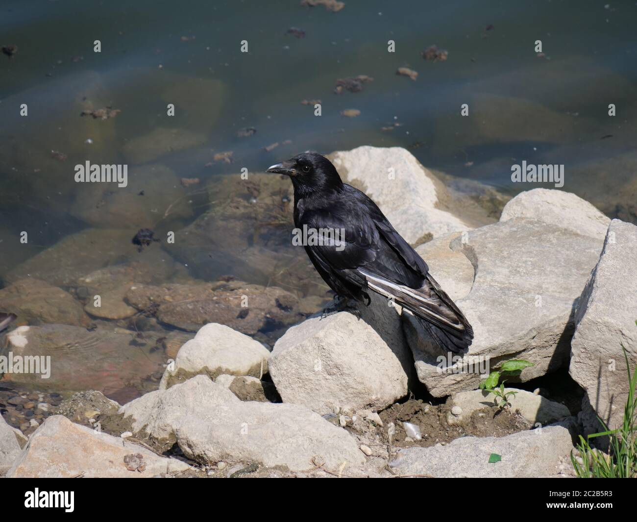 The crow rock hi-res stock photography and images - Alamy