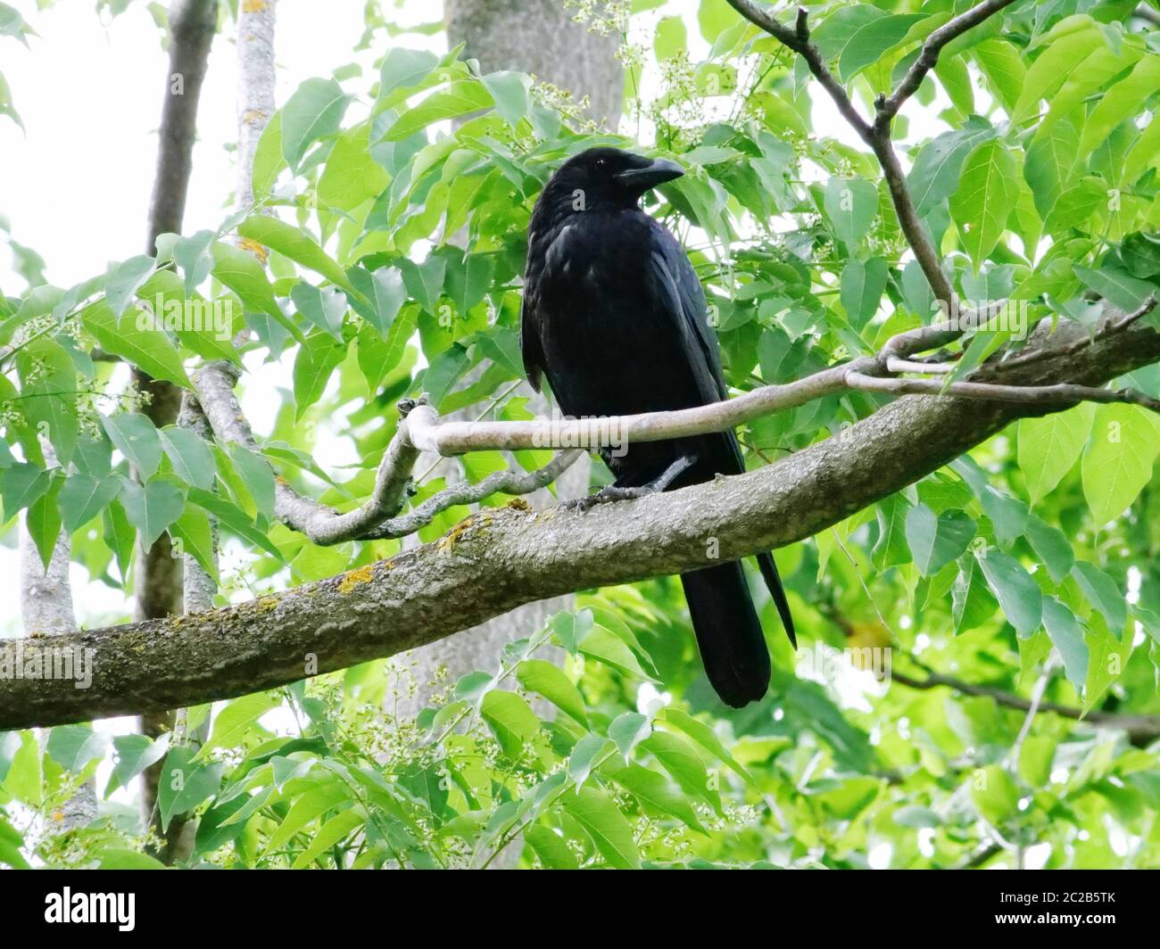 Perching crow hi-res stock photography and images - Alamy