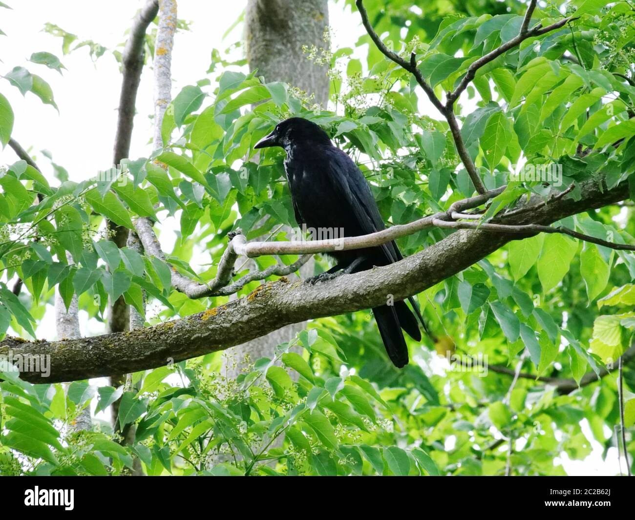 Perching crow hi-res stock photography and images - Alamy