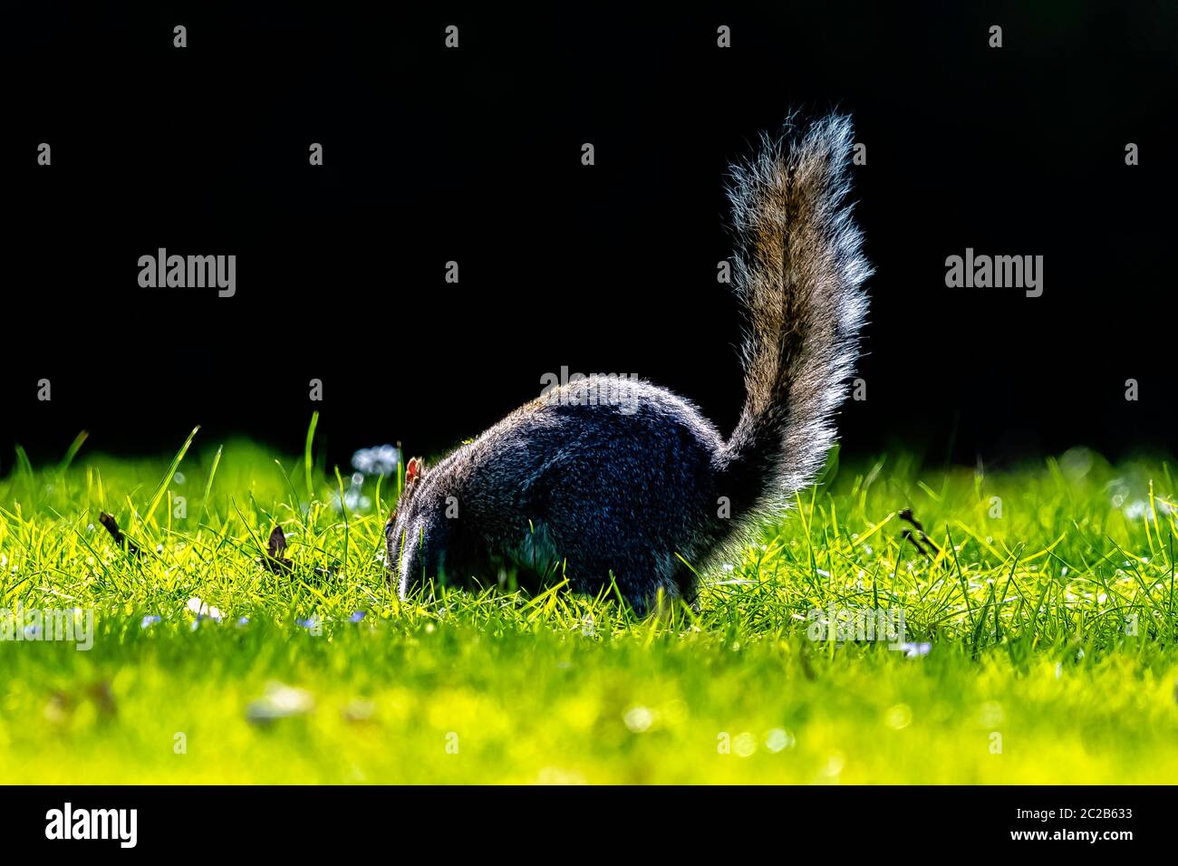 Eastern gray squirrel (Sciurus carolinensis) in British park Stock ...