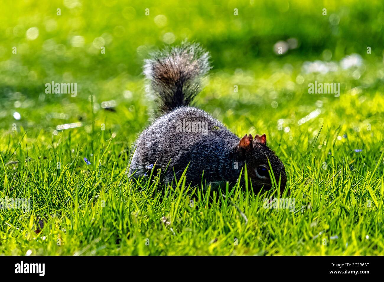 Eastern gray squirrel (Sciurus carolinensis) in British park Stock ...