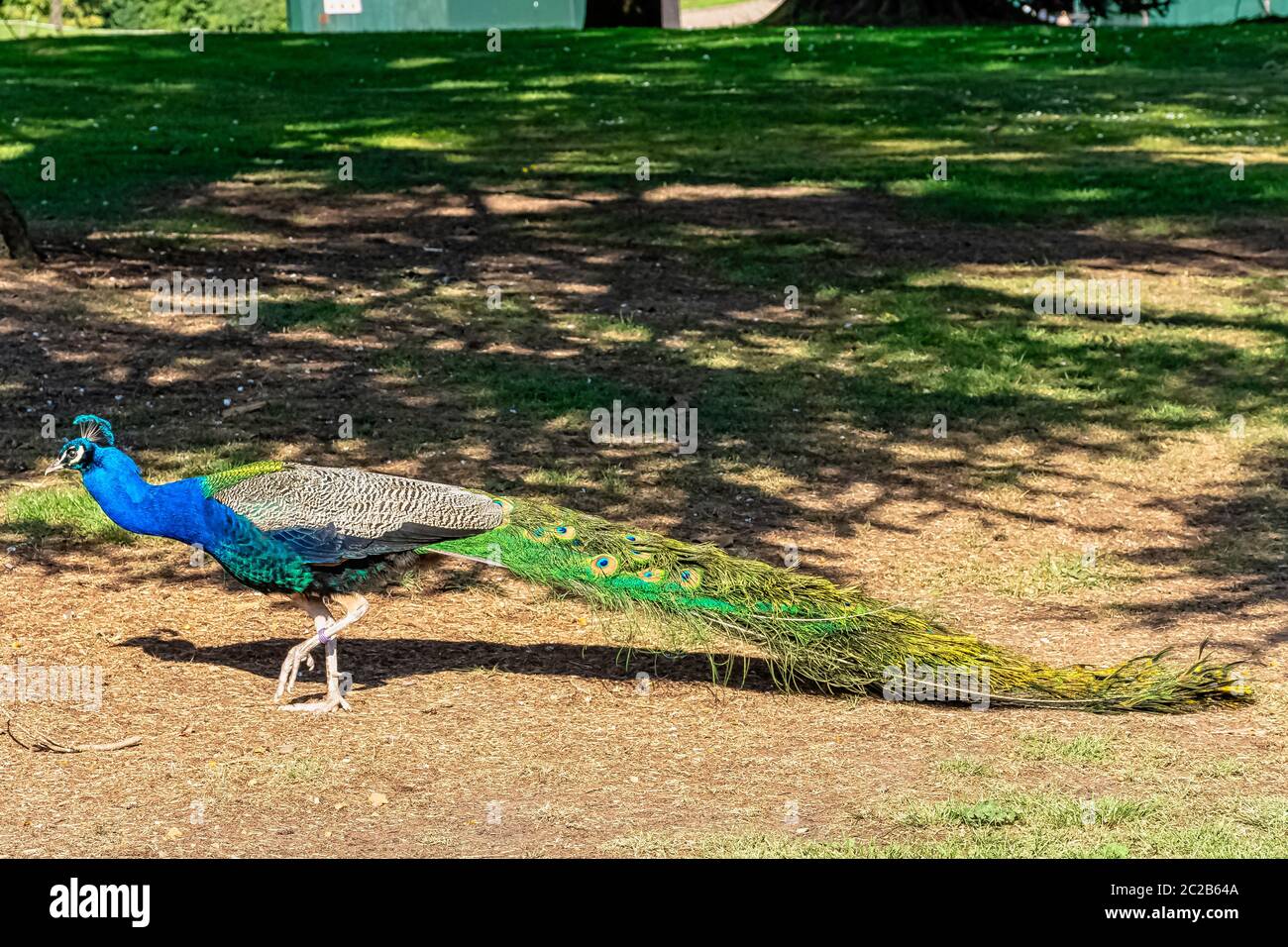 Green peafowl hi-res stock photography and images - Alamy