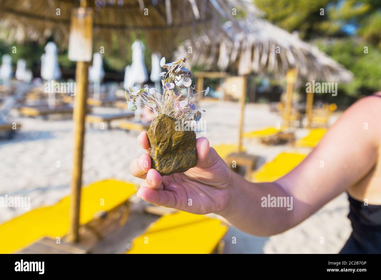 Female hands showing summer souvenir from sea on the beach Stock Photo ...