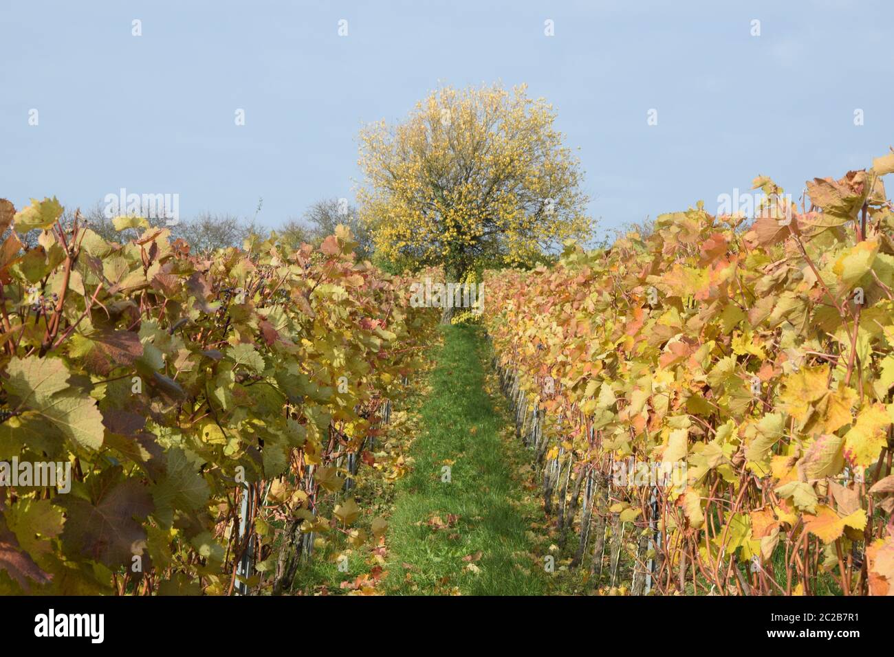 Vineyard vine hi-res stock photography and images - Alamy