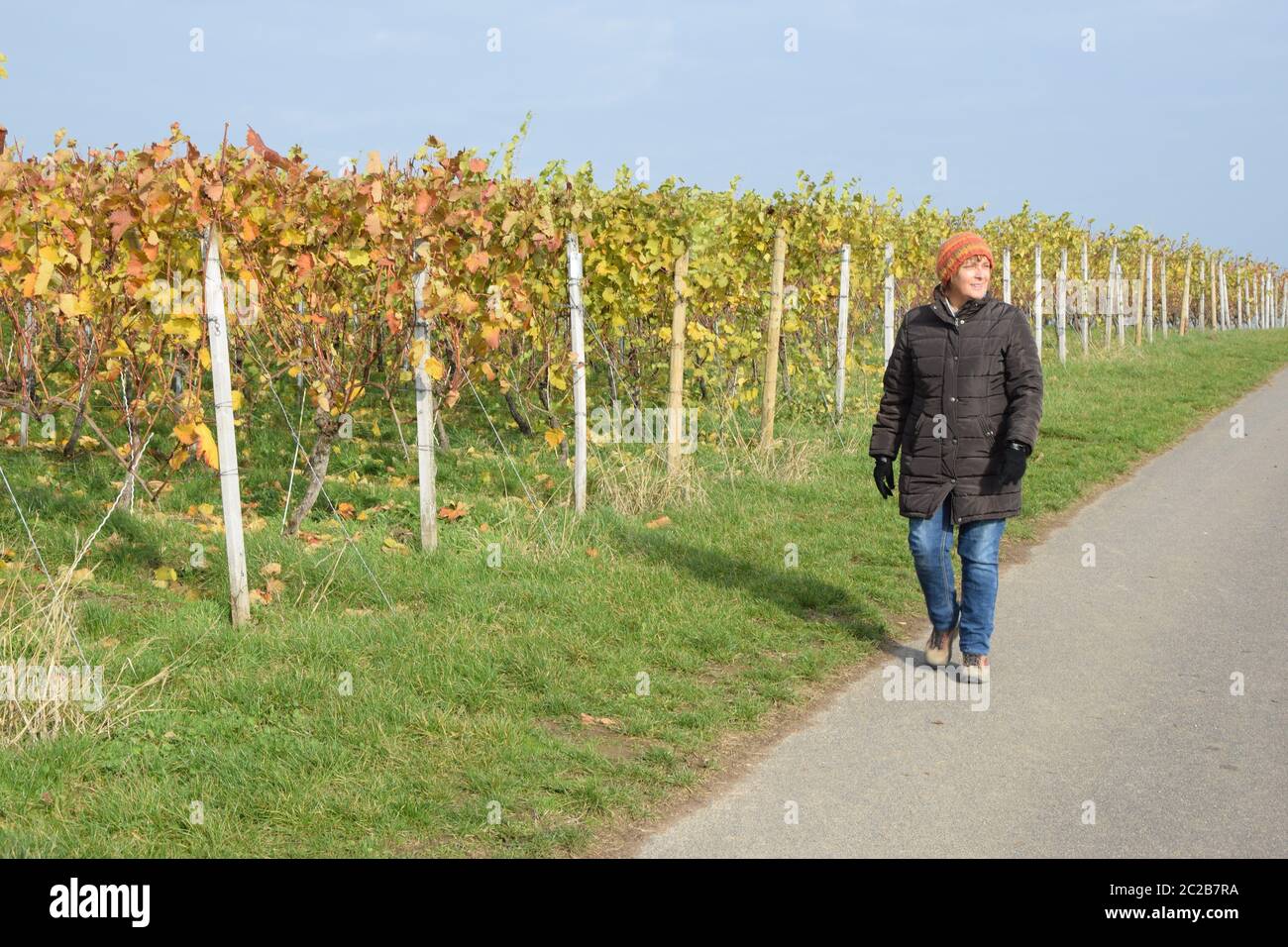 Slope And Grapevines In A Vineyard High Resolution Stock Photography ...