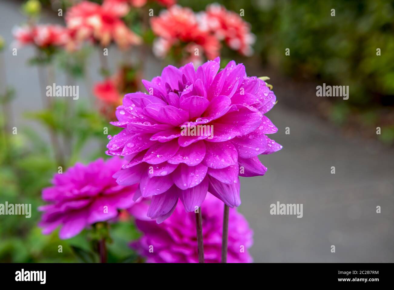 Dahlia varieties hi-res stock photography and images - Alamy