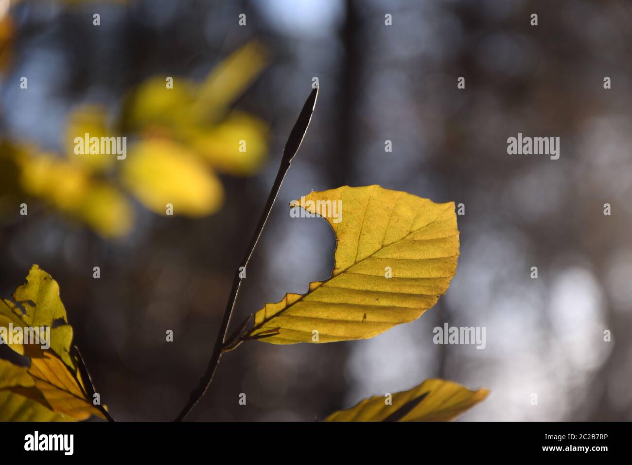 Beech leaf hi-res stock photography and images - Alamy