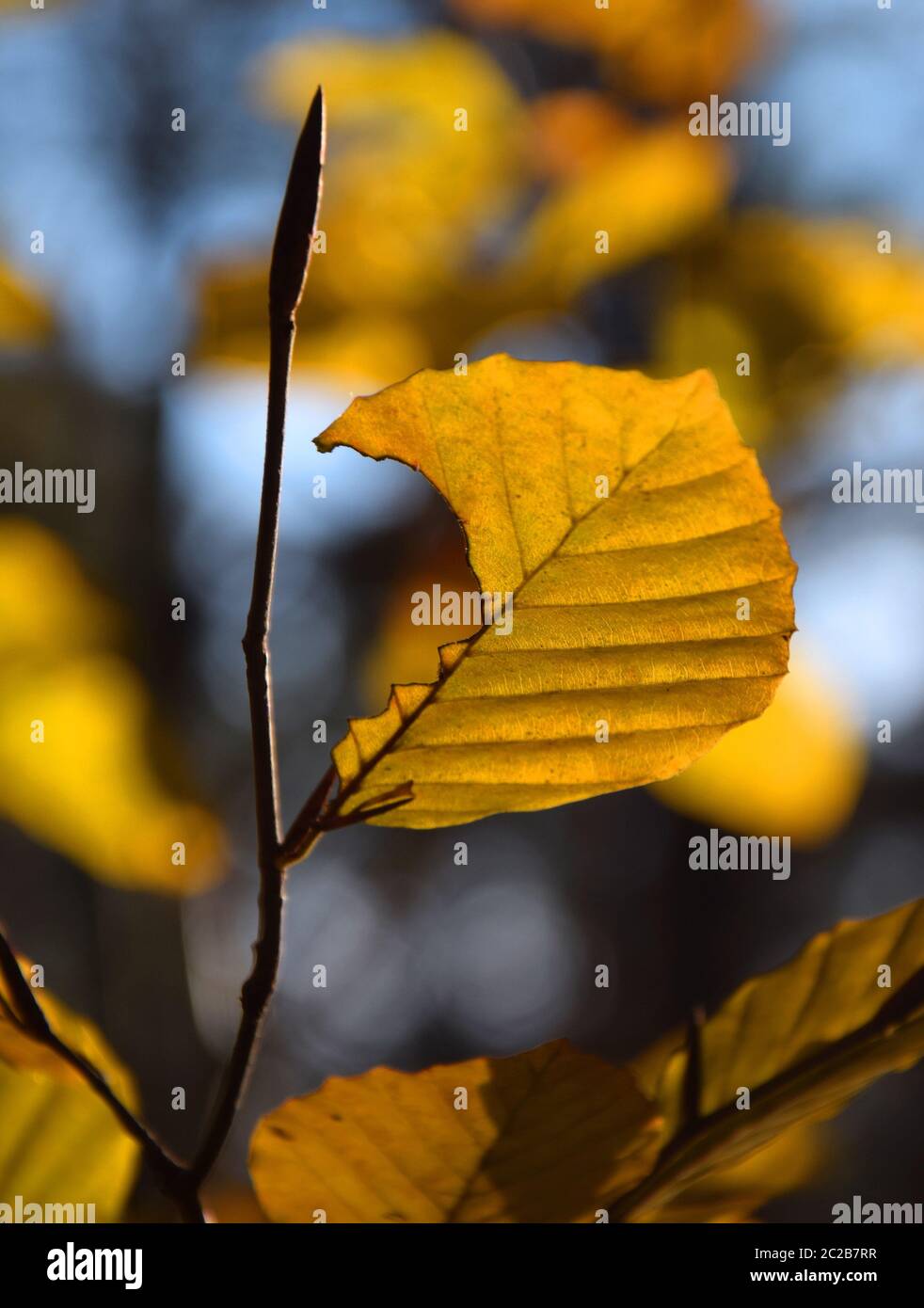 Beech leaf in autumn Stock Photo - Alamy