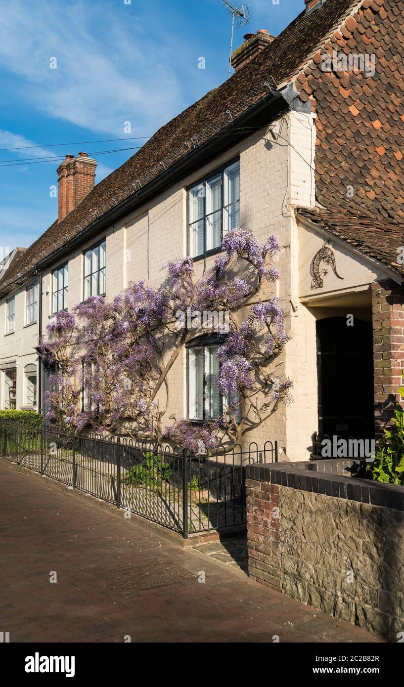 Purple wisteria in bloom, climbing up the wall of a house in the ...