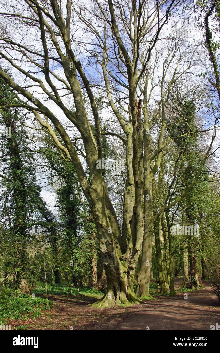 Large old multi-stemmed tree with rot holes and fungal decay in a ...