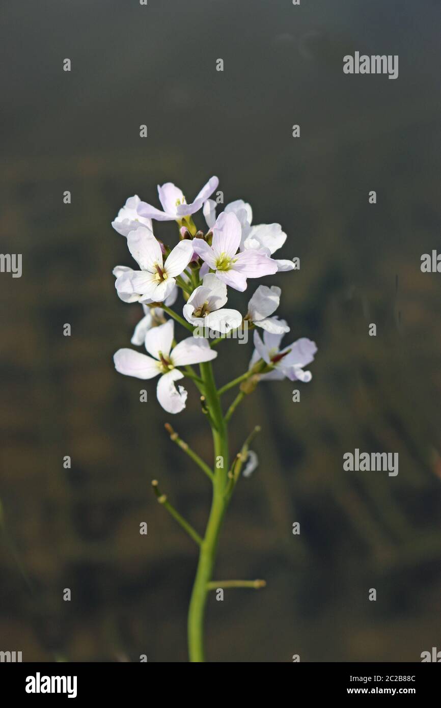 Ladies smock hi-res stock photography and images - Alamy