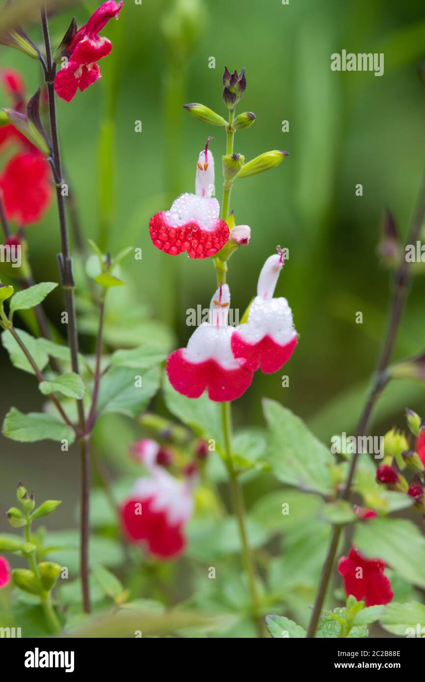 Hot Lips Salvia microphylla sage shrub Stock Photo - Alamy
