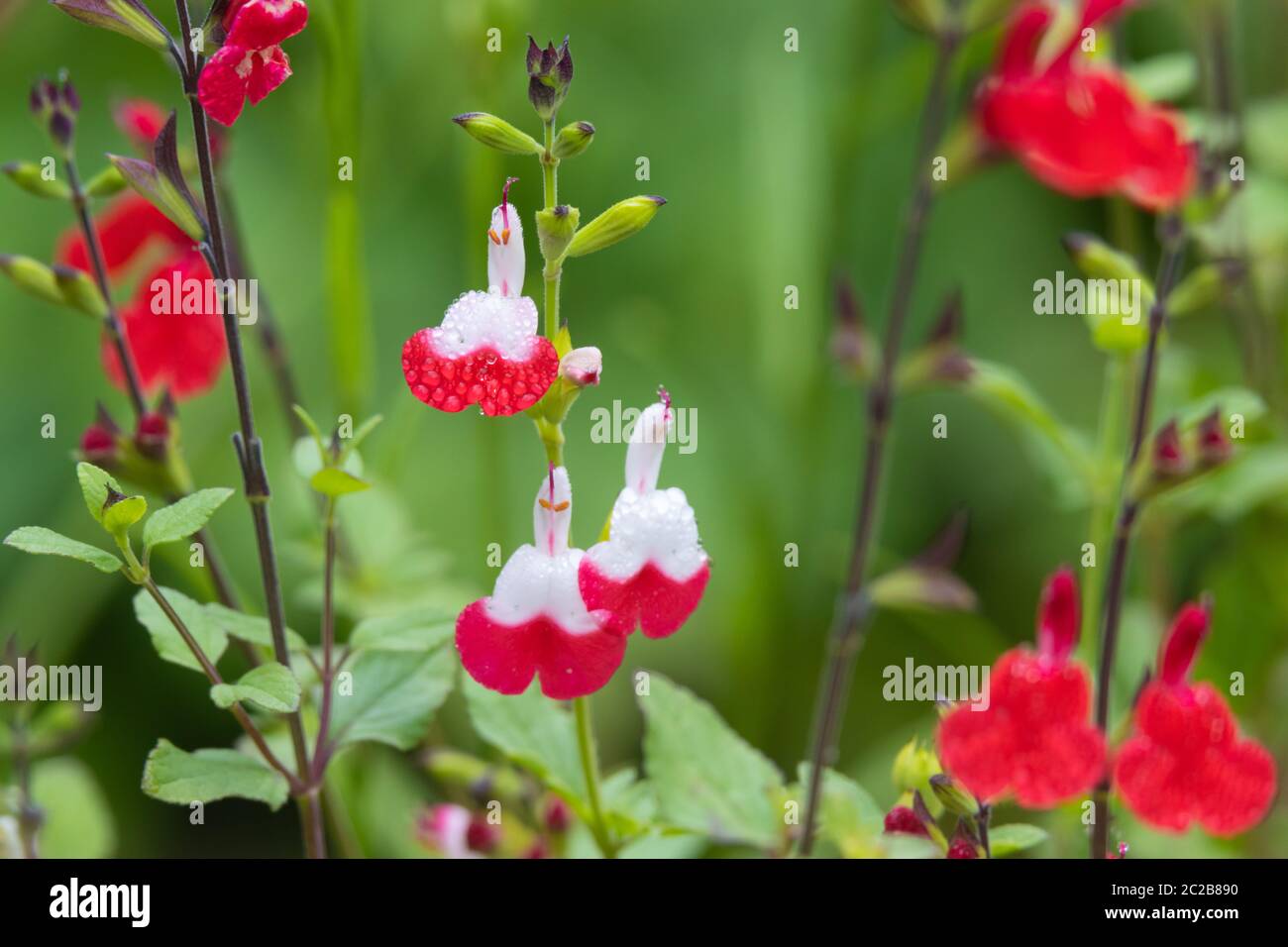 Hot Lips Salvia microphylla sage shrub Stock Photo - Alamy