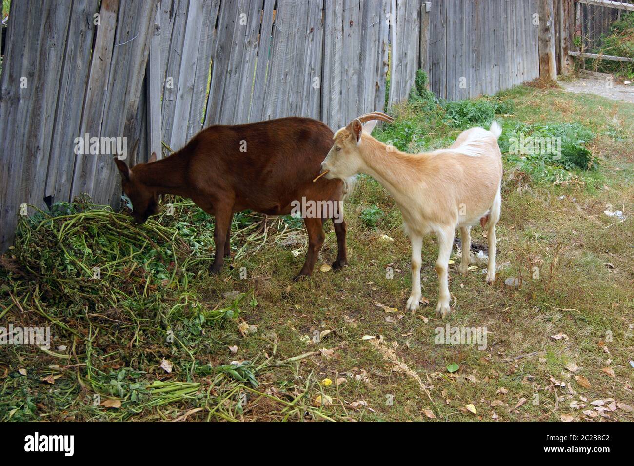 Two nanny goats hi-res stock photography and images - Alamy