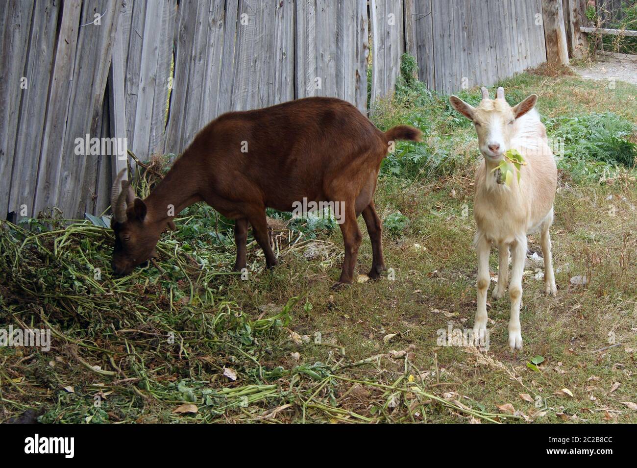 Two nanny goats hi-res stock photography and images - Alamy