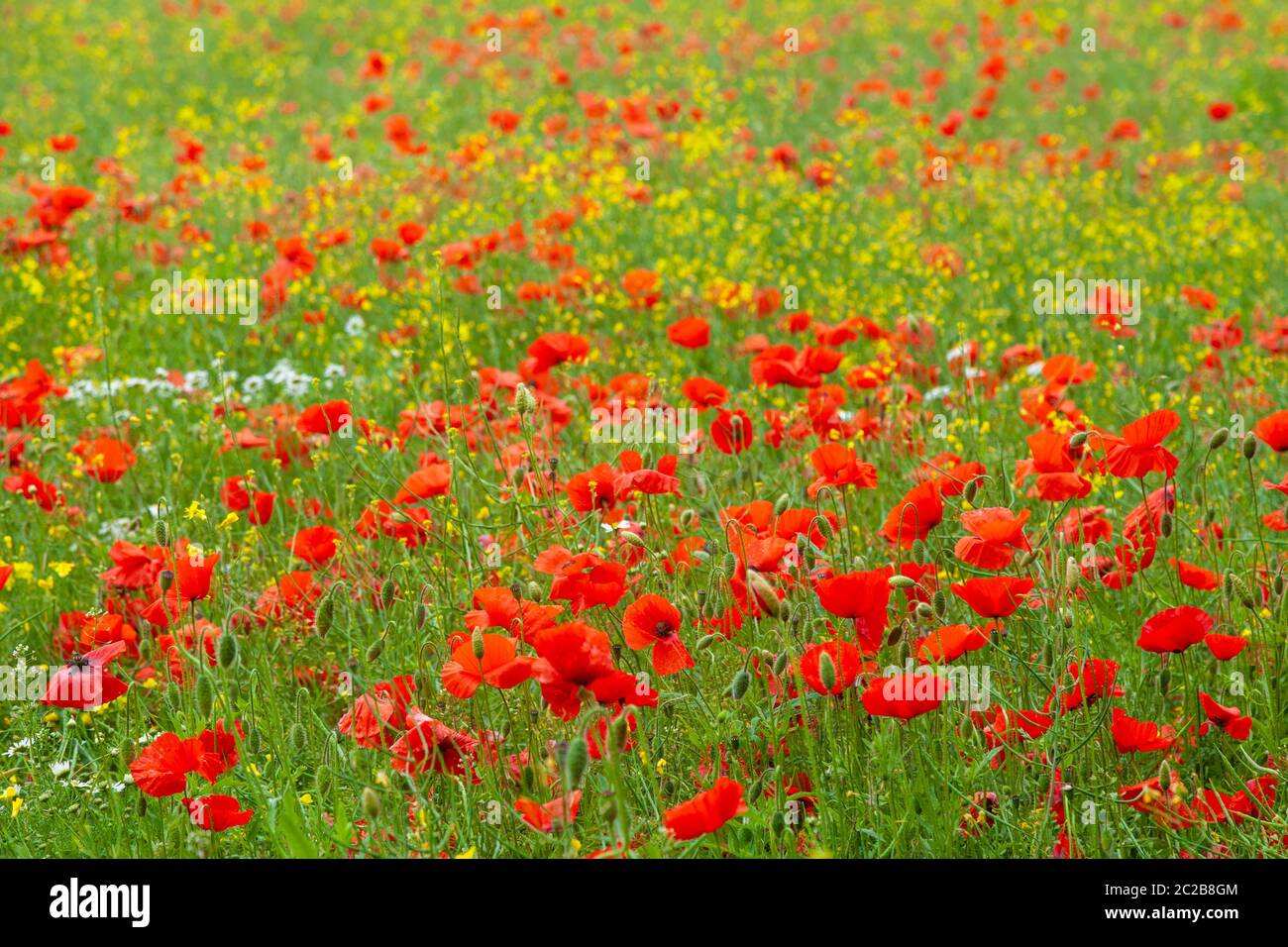Poppy field, the symbol to remember the fallen heroes of war Stock ...