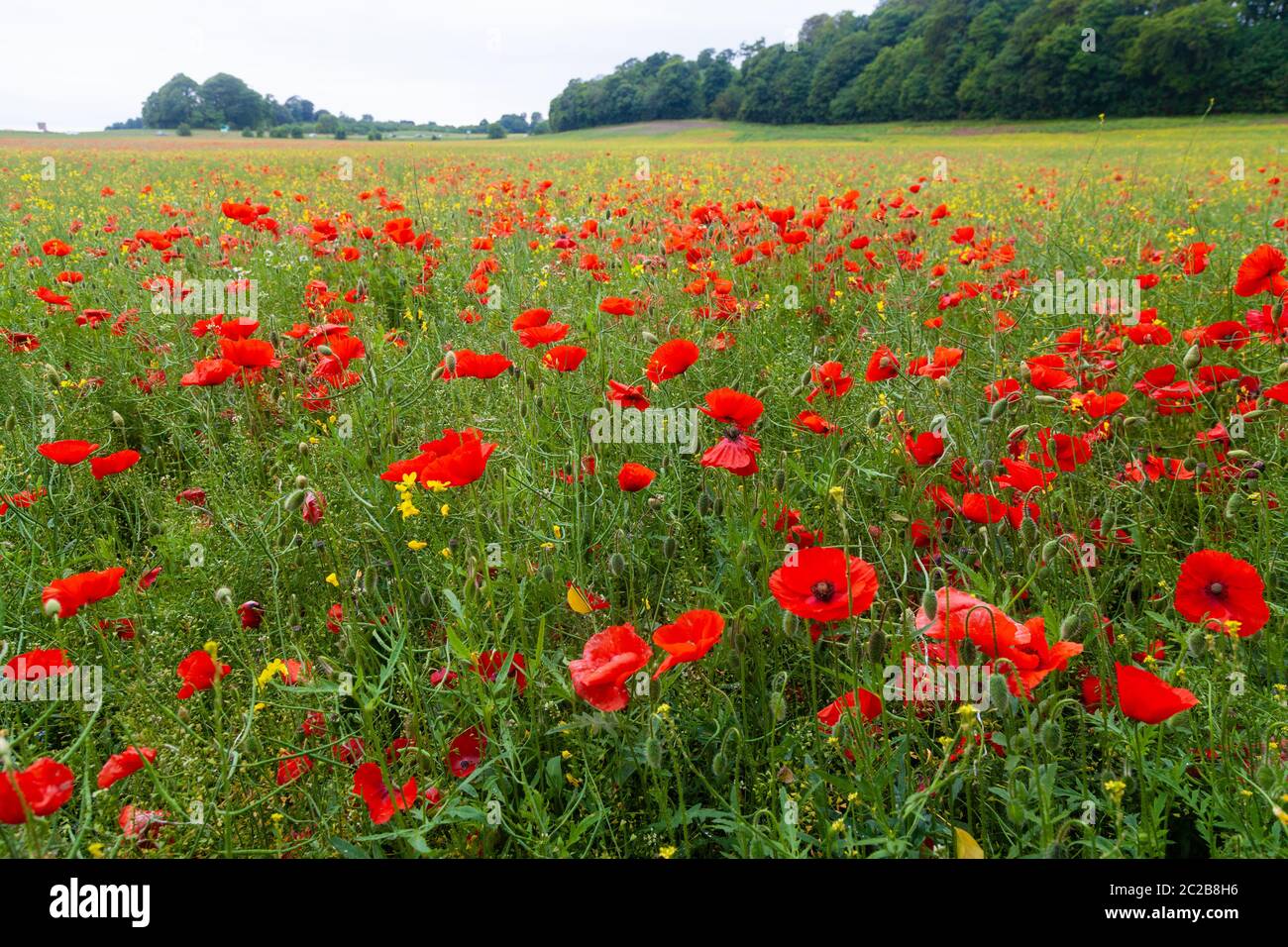 Poppy field, the symbol to remember the fallen heroes of war Stock ...