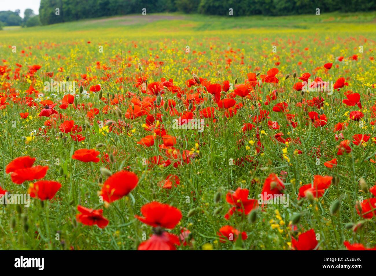 Poppy field, the symbol to remember the fallen heroes of war Stock ...