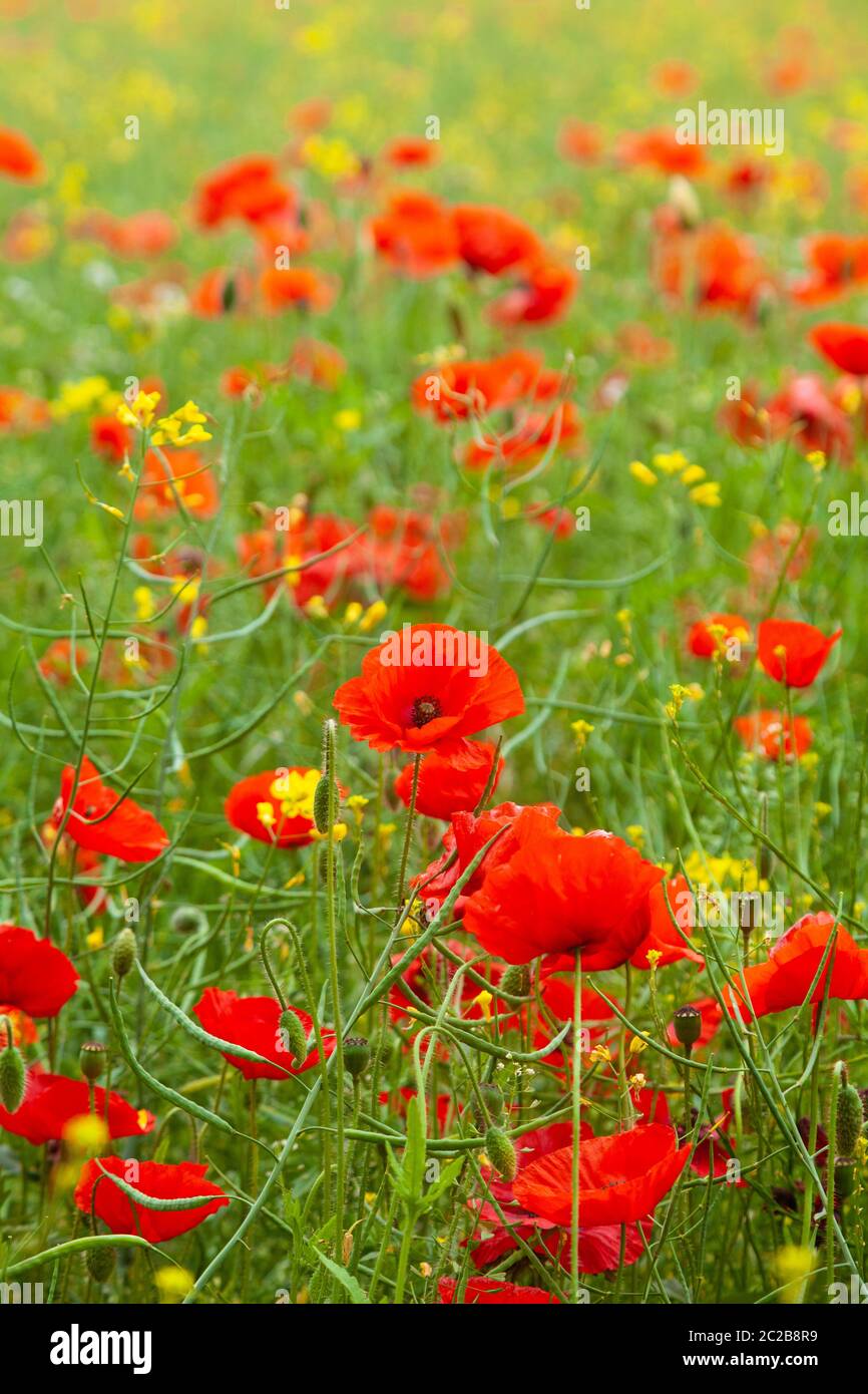 Poppy field, the symbol to remember the fallen heroes of war Stock ...