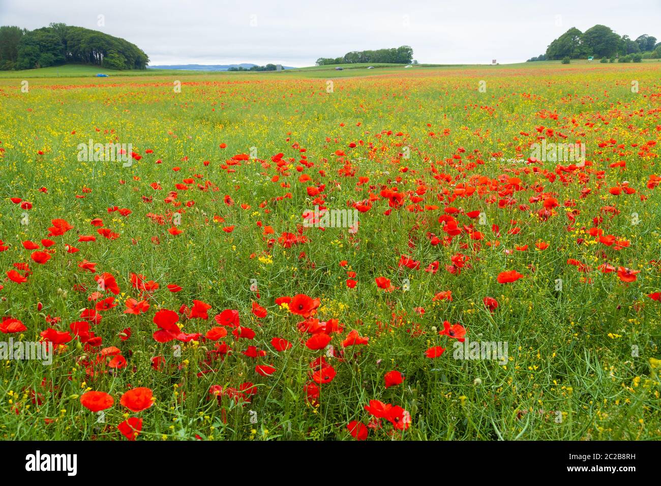 Poppy field, the symbol to remember the fallen heroes of war Stock ...