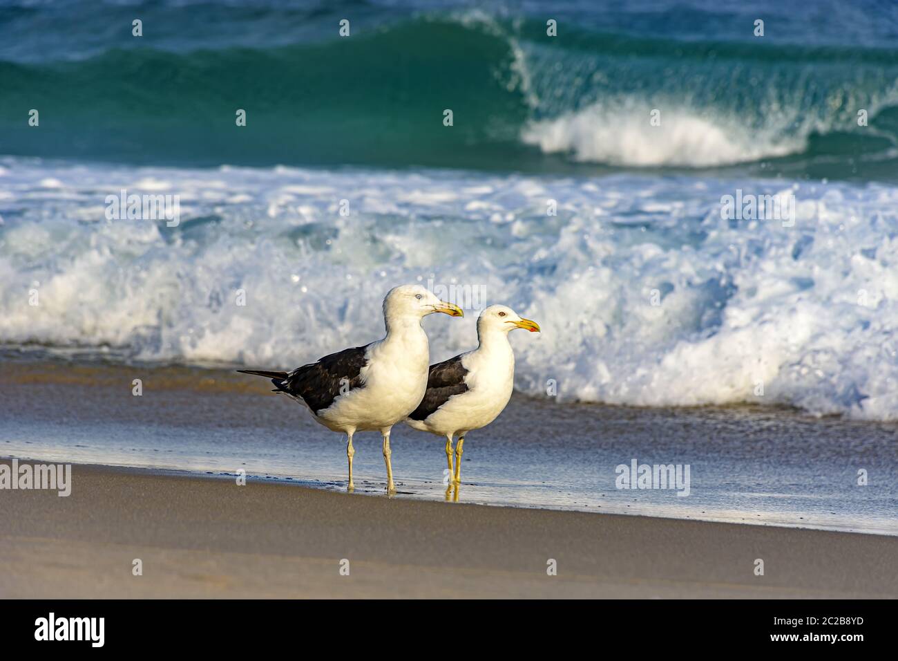 Two seagulls on the beach Stock Photo - Alamy