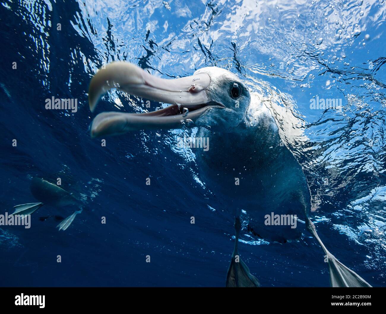 Albatross Underwater view Stock Photo - Alamy