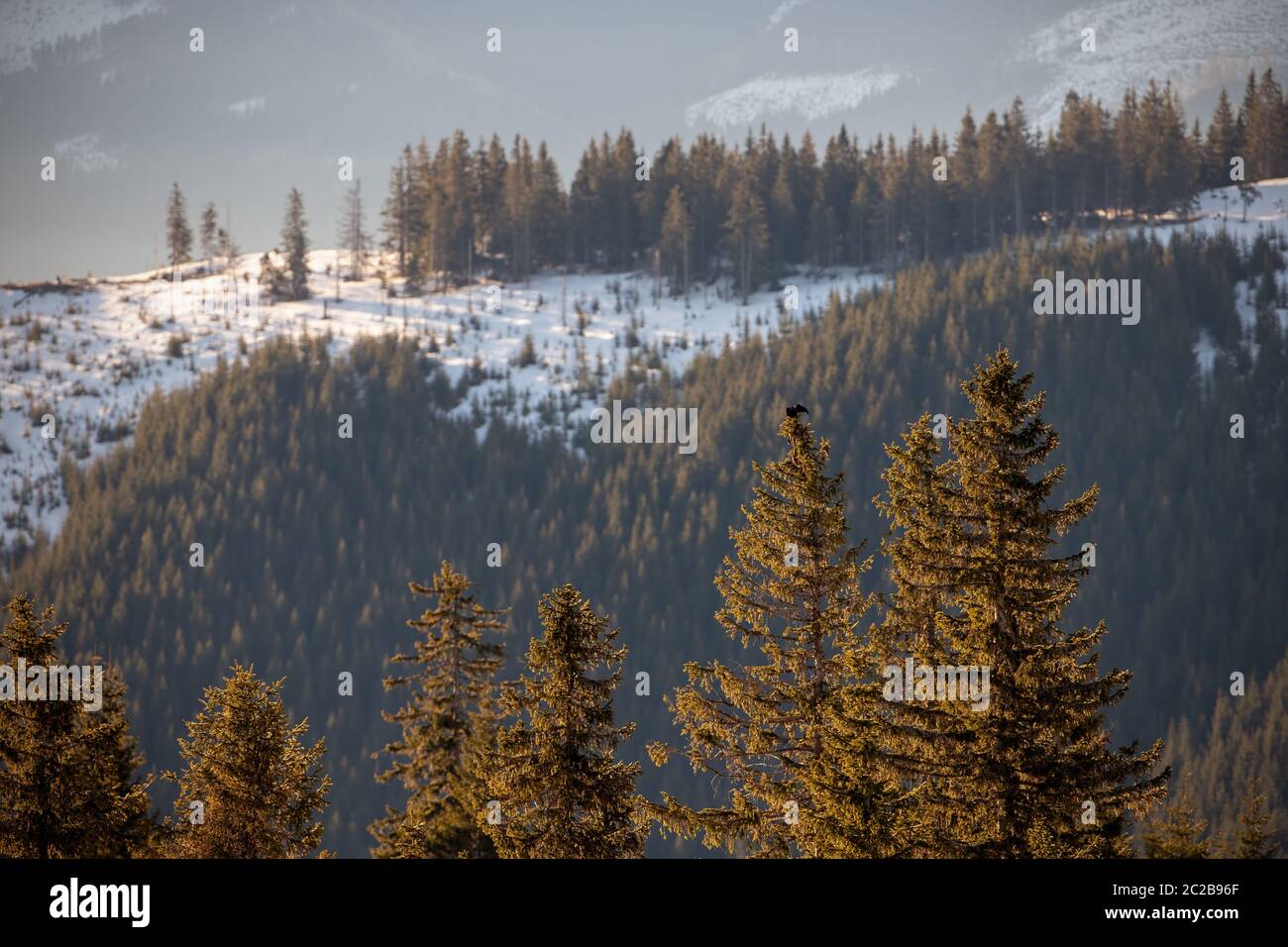 Male black grouse, tetrao tetrix, sitting on top of a spruce making ...