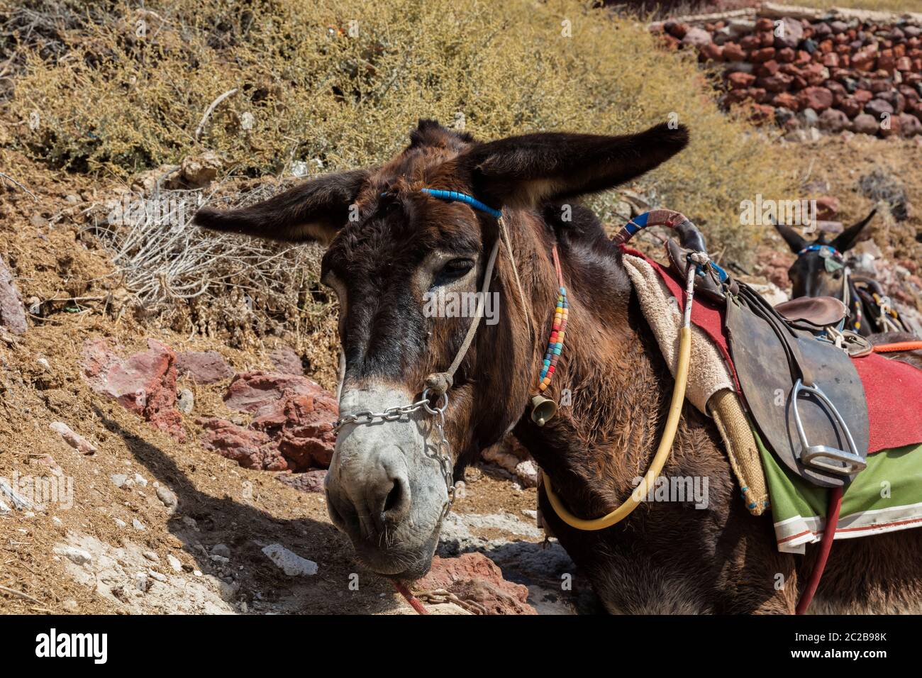 Saddle mule hi-res stock photography and images - Alamy