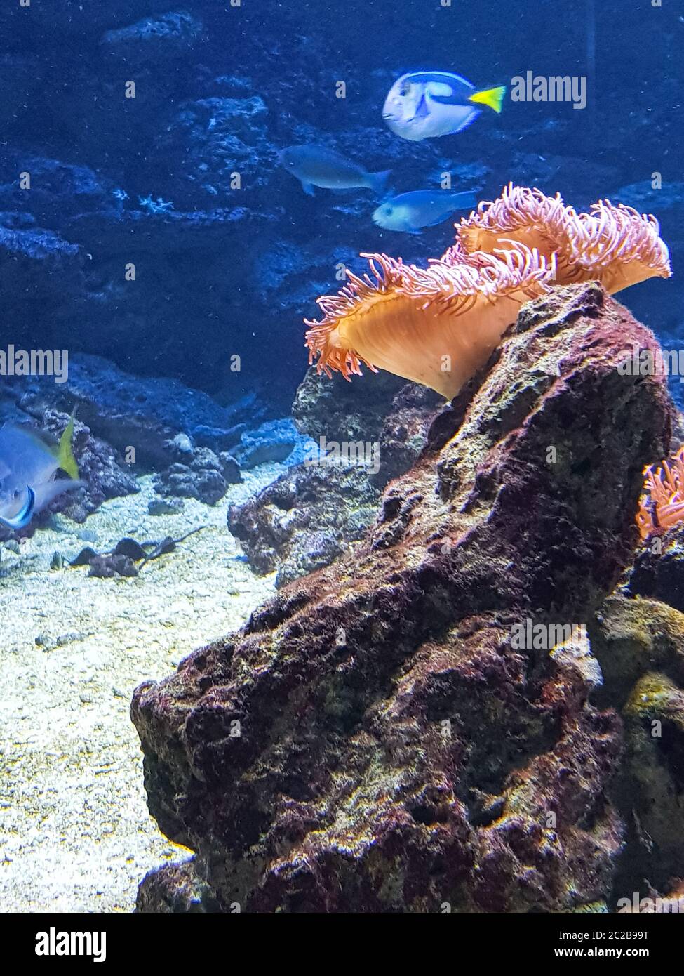 Underwater landscape in the sea with exotic fish and coral reefs Stock ...