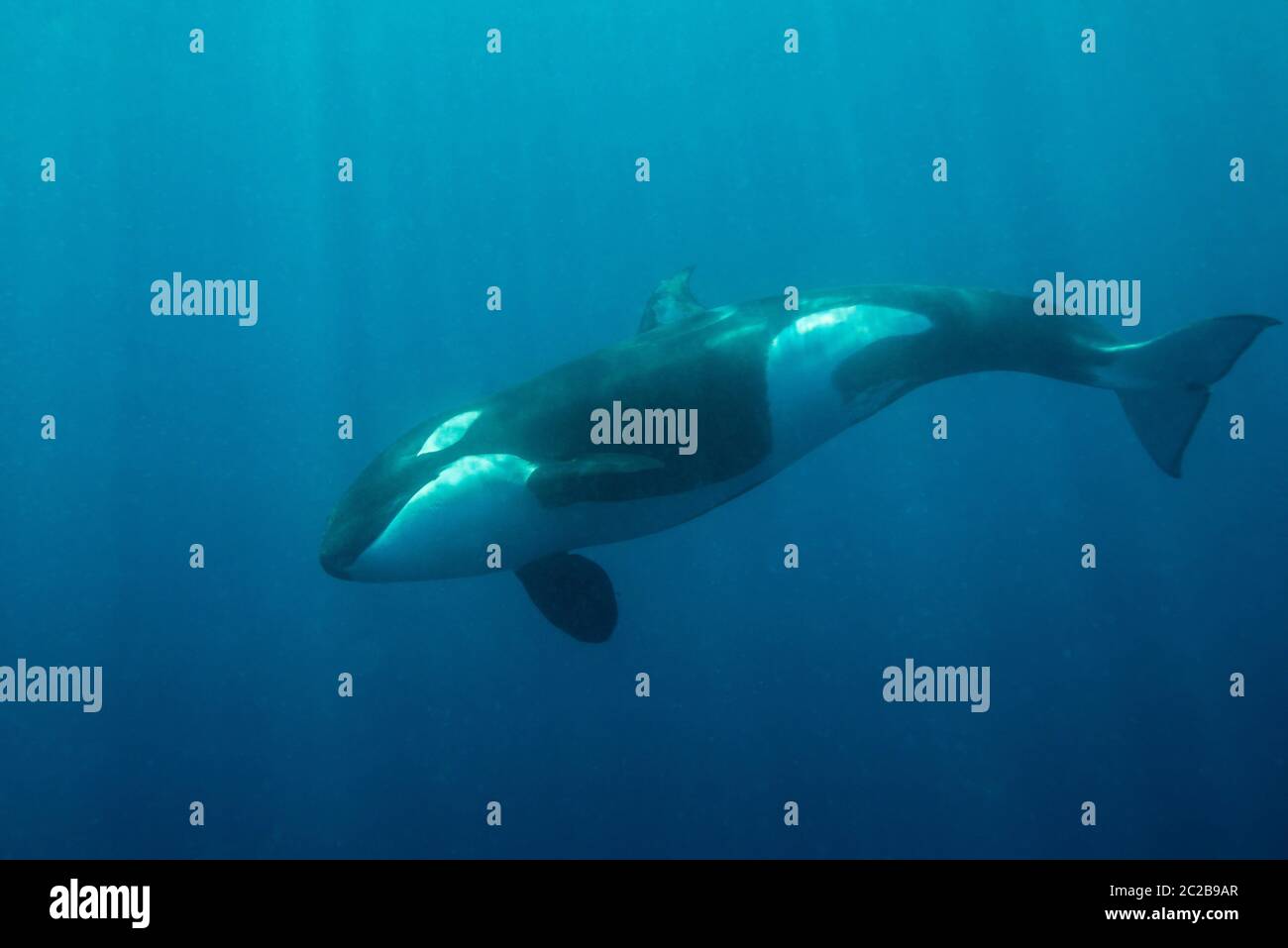 Female Killer Whale, North Island, New Zealand Stock Photo - Alamy