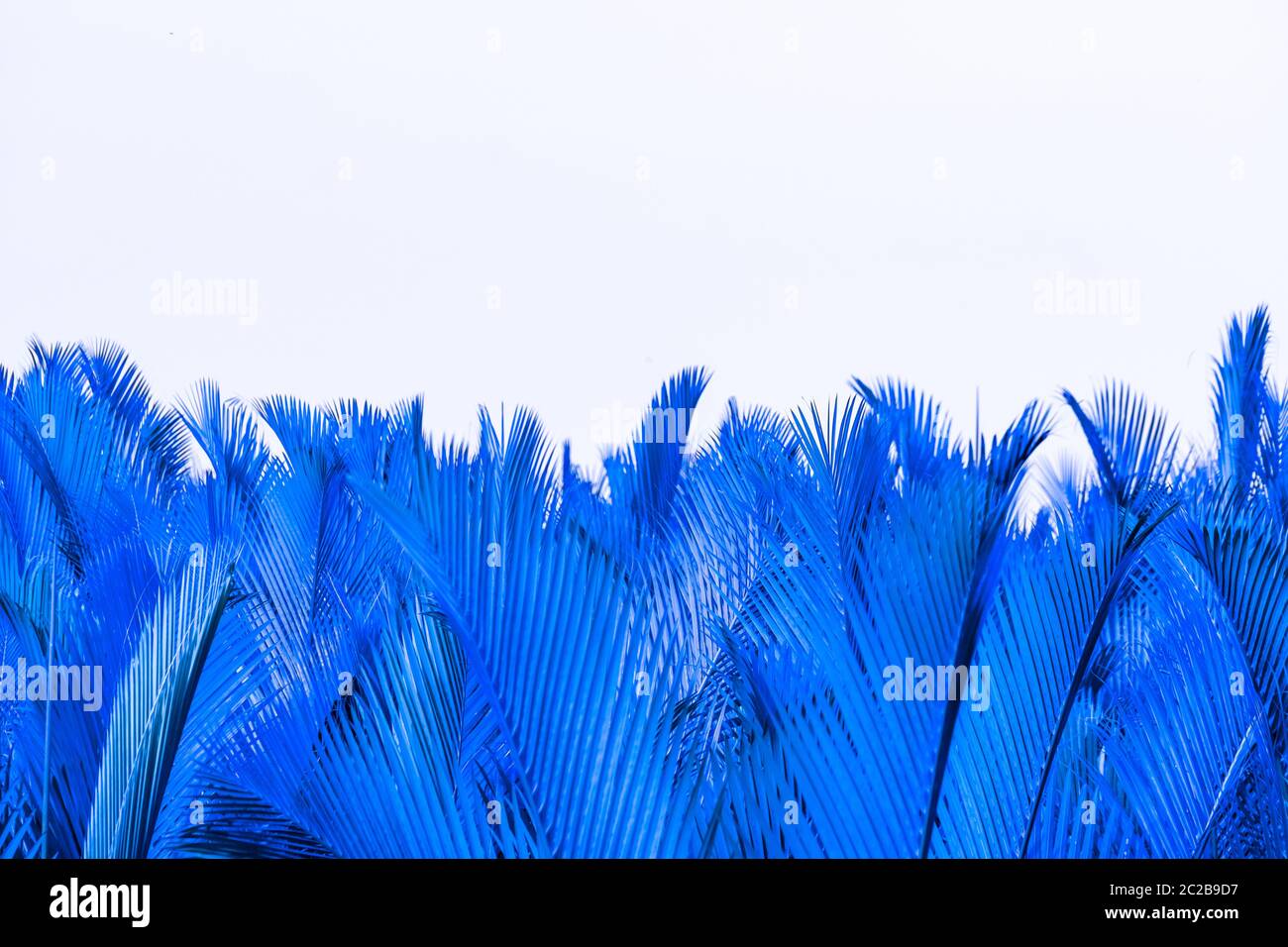 Blue leaves of palm isolated on white background. Nypa fruticans Wurmb ...