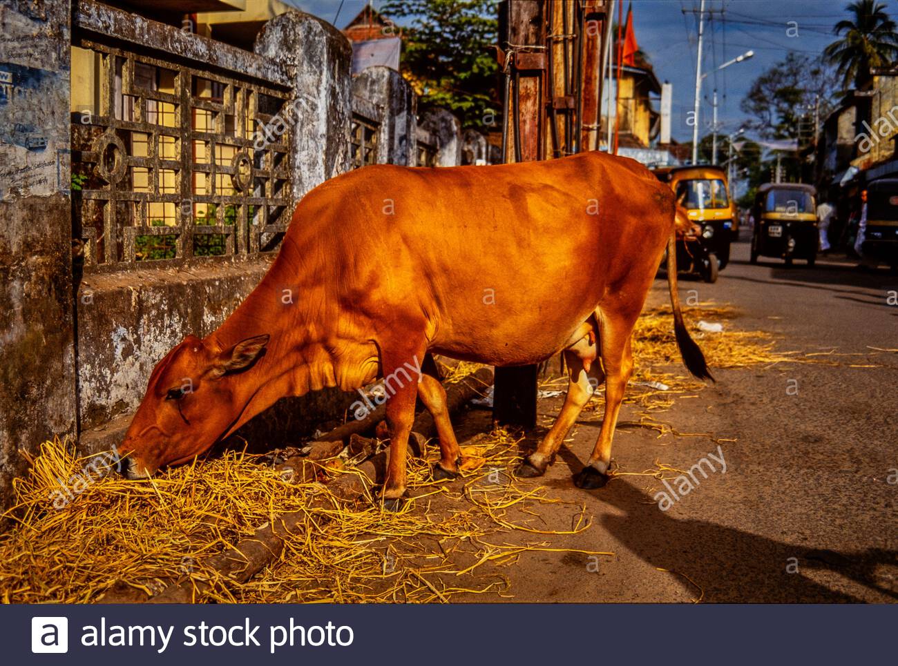 Archival Cow High Resolution Stock Photography and Images - Alamy