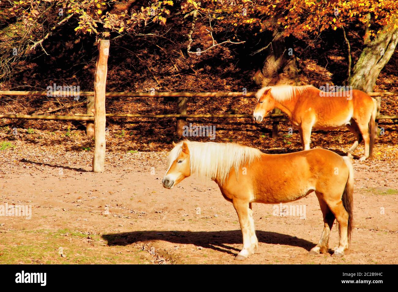 Zwei Haflinger Pferde im Herbst in einem Park in der Pfalz Stock Photo ...