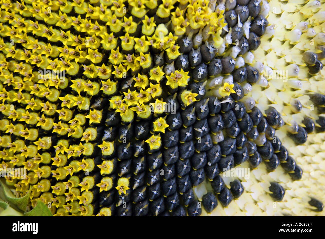 Background from ripe seed of the plant of the sunflower Stock Photo - Alamy