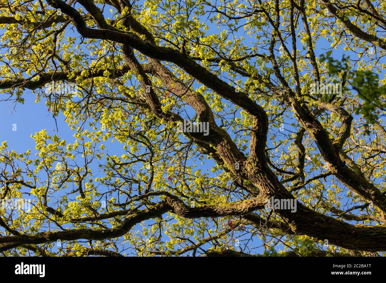 The forest in spring Stock Photo - Alamy