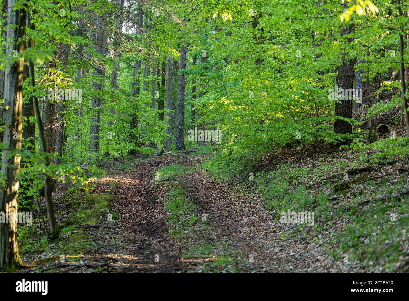 The forest in spring Stock Photo - Alamy