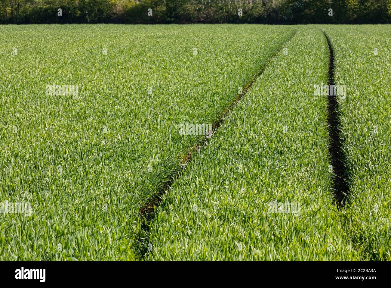 Wheat cereal field agriculture meadow hi-res stock photography and ...